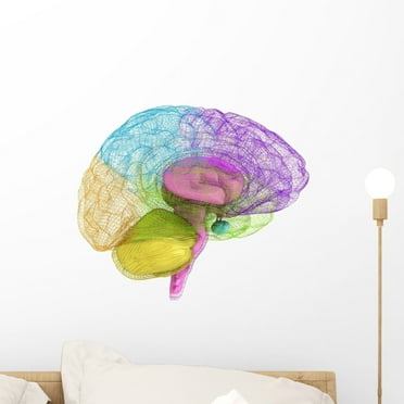 Human Brain Anatomy Sectioned Wall Mural by Wallmonkeys Peel and Stick ...