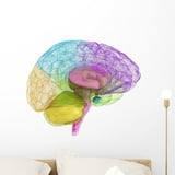 Creative Concept Human Brain Wall Decal by Wallmonkeys Peel and Stick ...