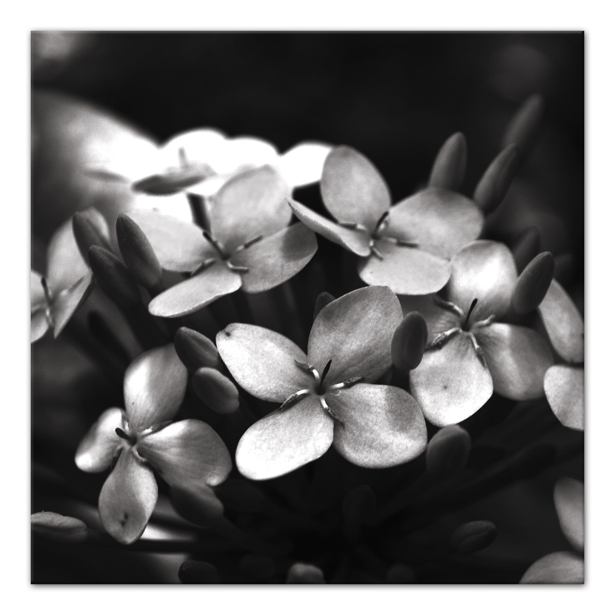 Creative Products Grayscale Florals 20x20 Canvas Wall Art - Walmart.com