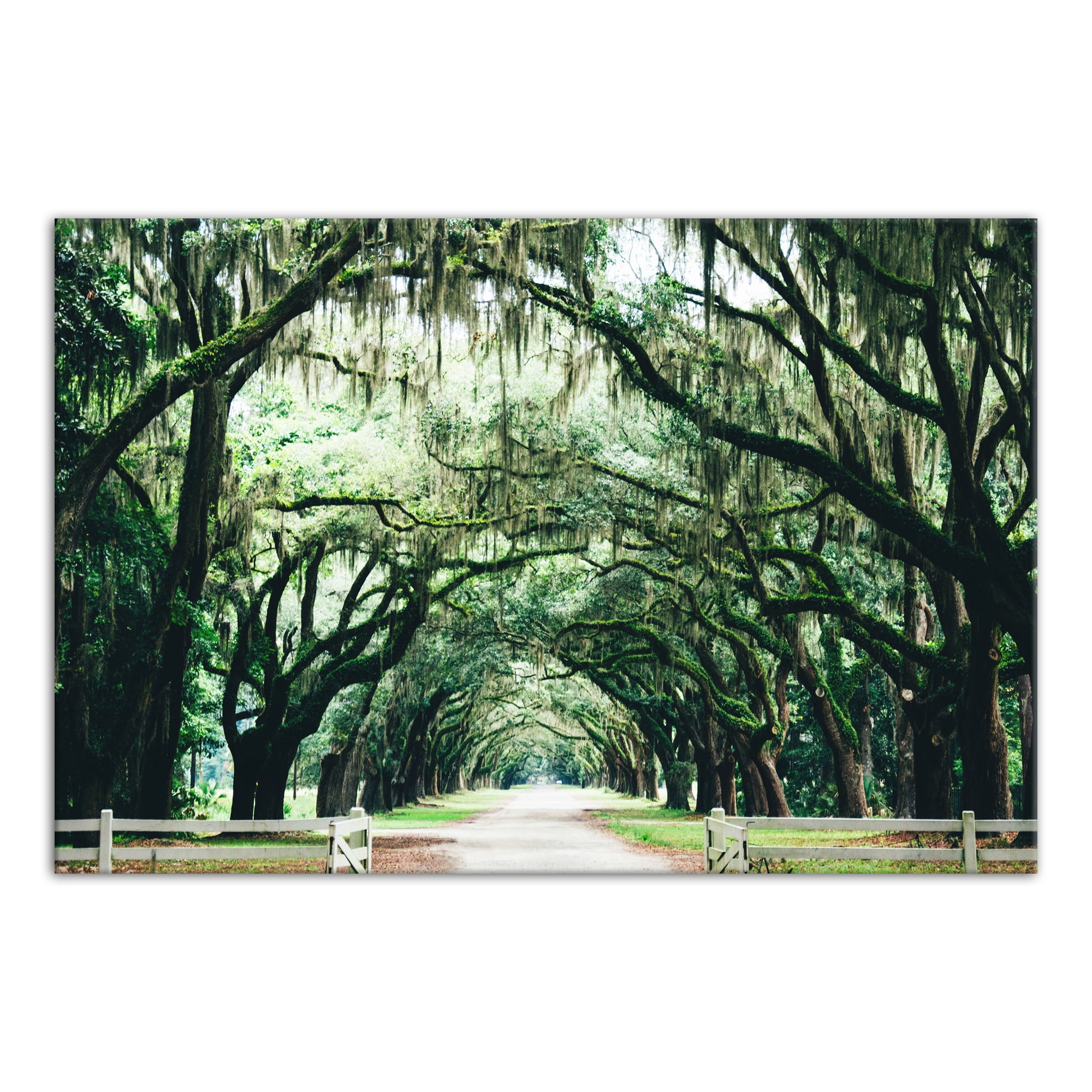 Creative Products Spanish Moss Trees 30 x 20 Canvas Wall Art - Walmart.com
