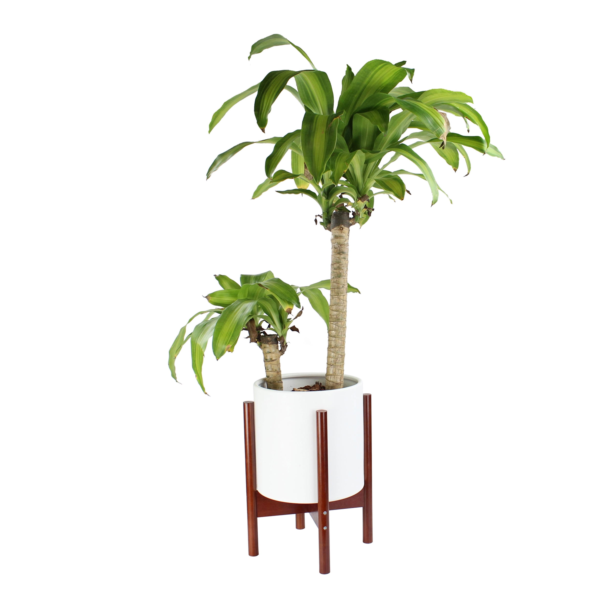 Creekview Home Emporium Large Indoor Ceramic Floor Plant Stand with Pot ...