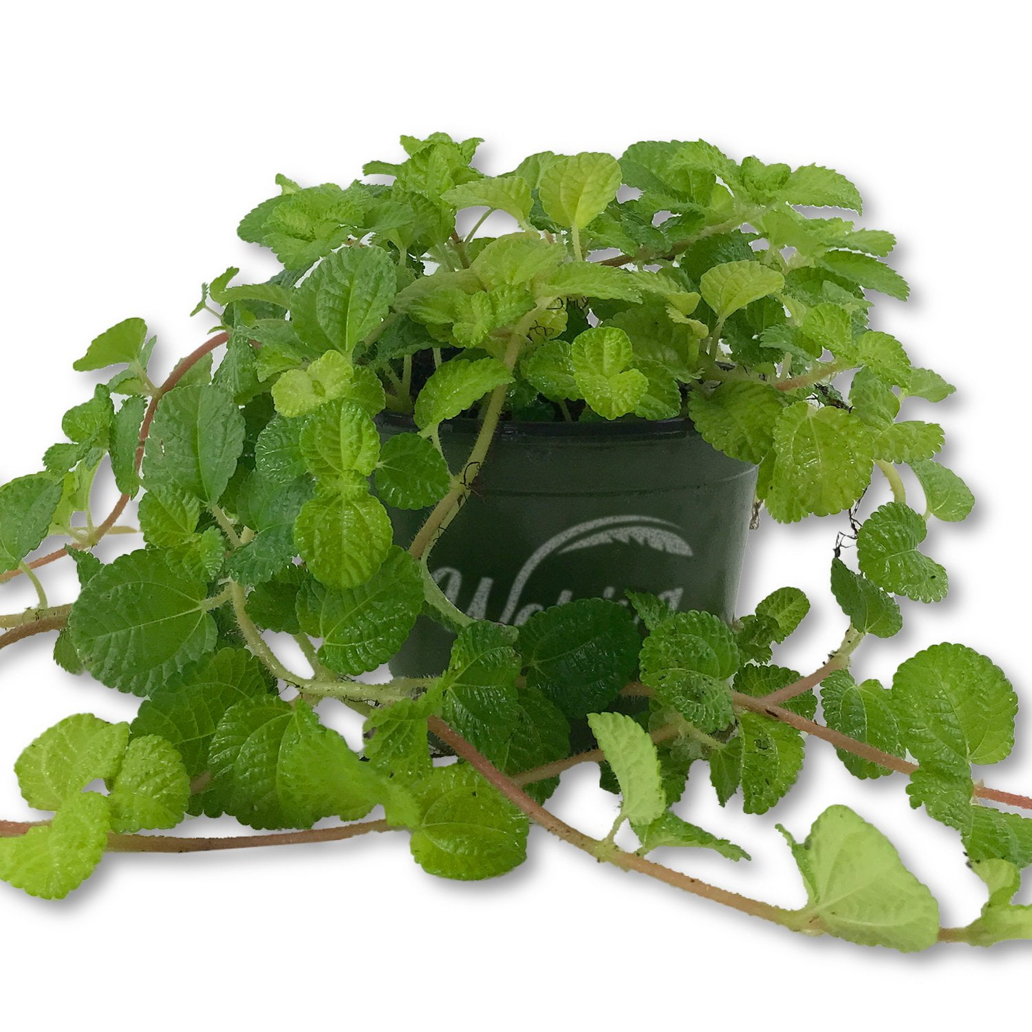 Creeping Charlie Friendship Plant - Live Plant in a 4 Inch Growers Pot ...