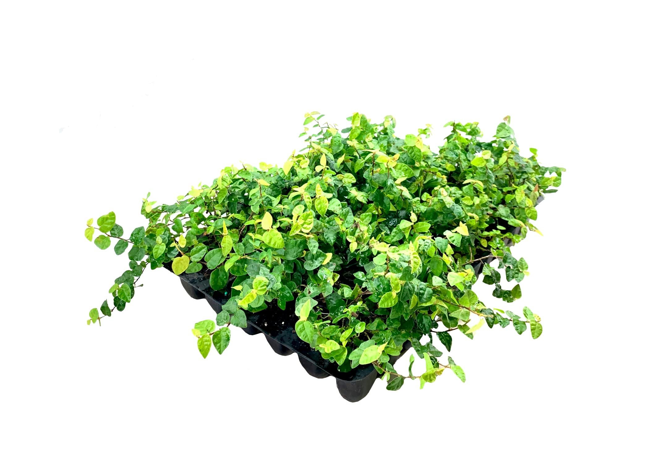 Indoor Creeping Fig Plant - Ficus Pumila Climbing Vine, 60 Live Fully ...