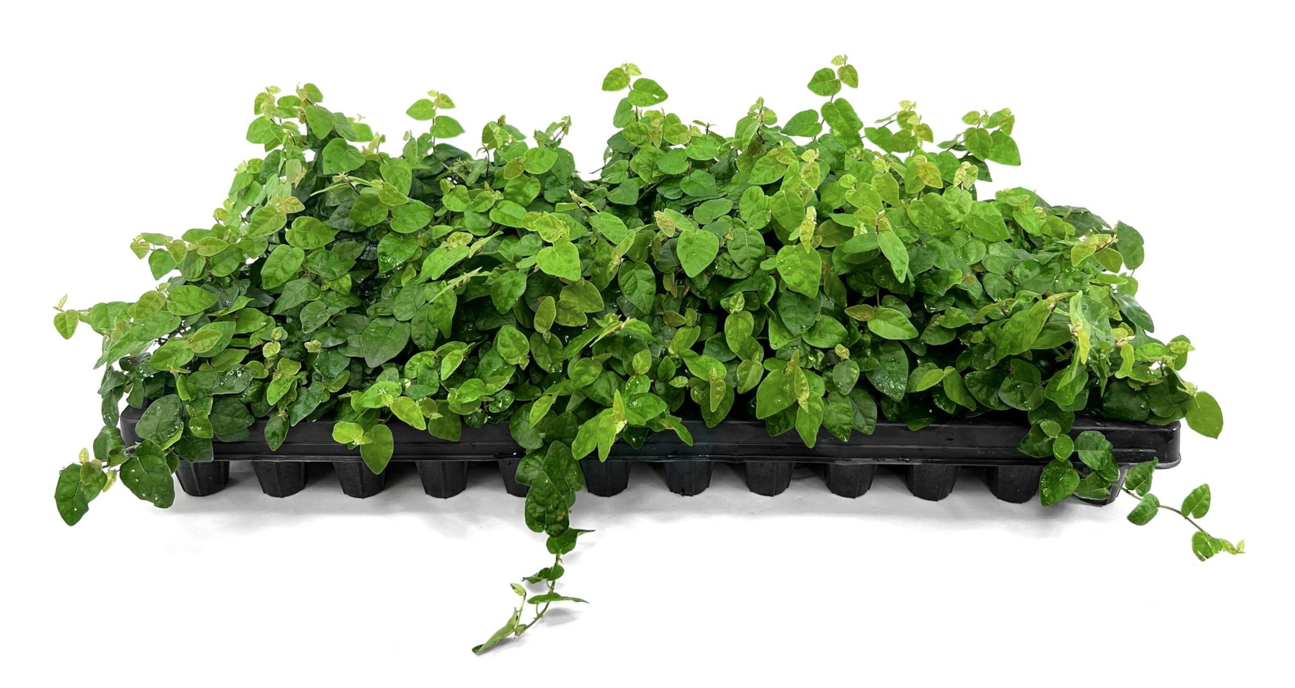 Indoor Potted Creeping Fig Vine - Ficus Pumila - 10 Live Fully Rooted ...