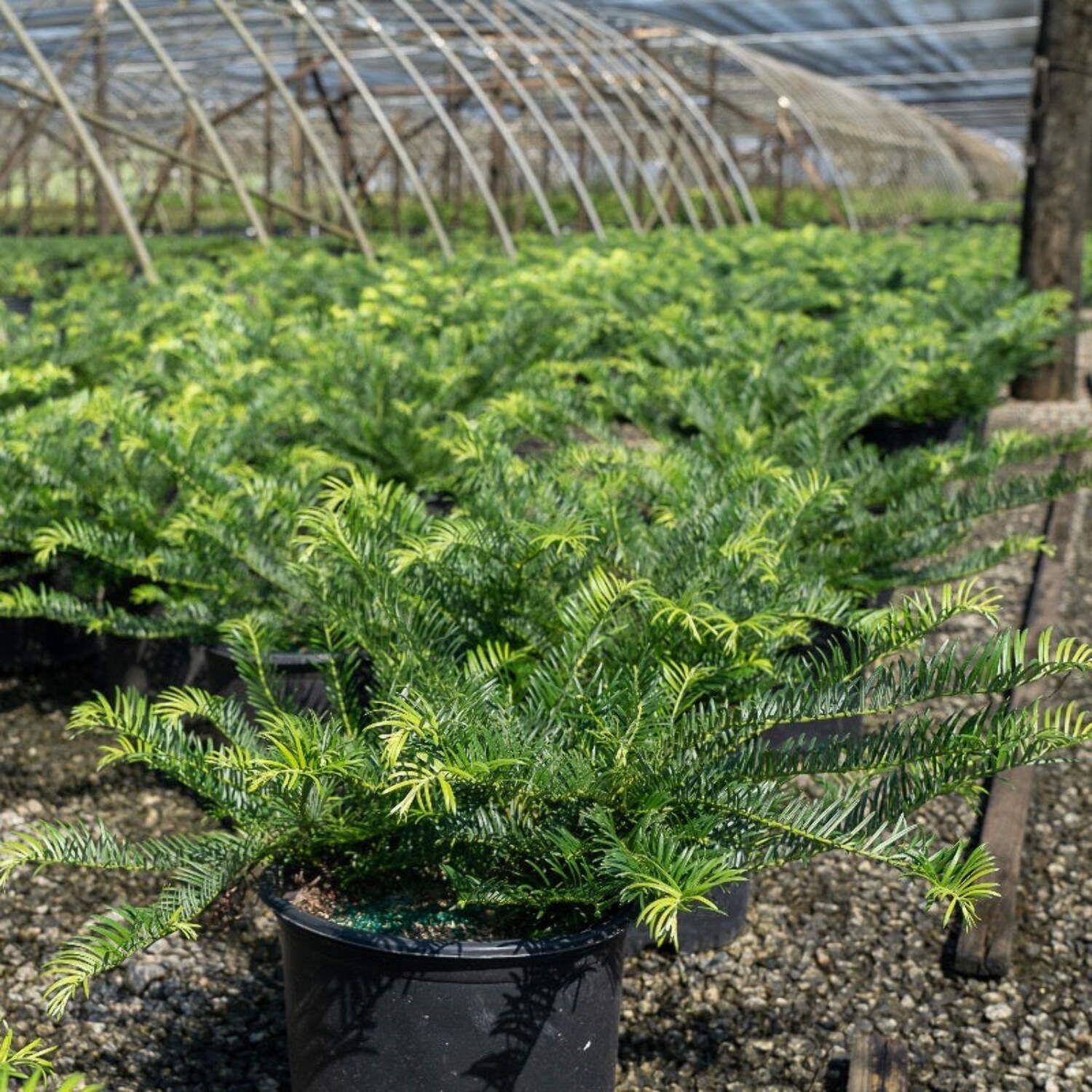 Creeping Japanese Plum Yew, Spreading Plum Yew - Cephalotaxus ...