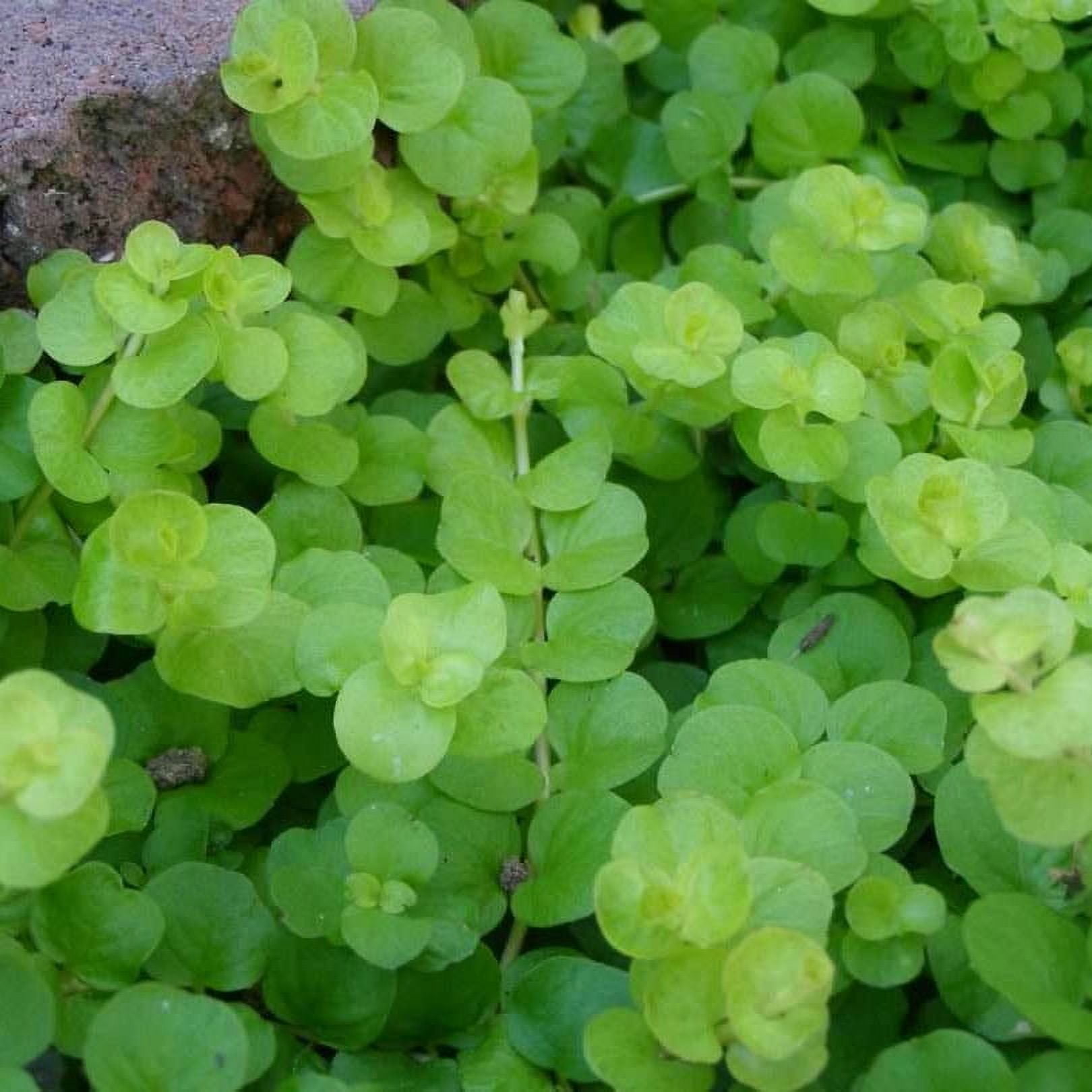 Creeping Jenny Plants Live, 4 Inc Pot, Creeping Jenny Live Plants ...