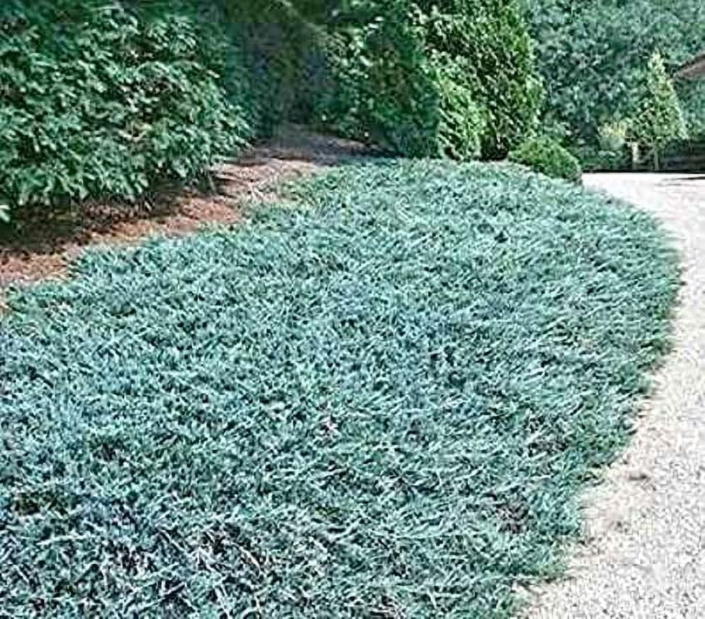Creeping Juniper Ground Cover Plant Seeds for Planting | 20+ Seeds of ...