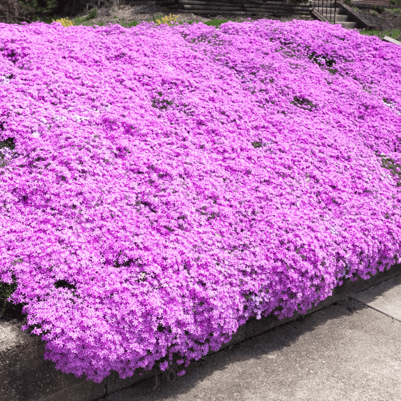 Creeping Phlox Plants, Pink Flowers, Size 4 Inch, Groundcover Phlox ...