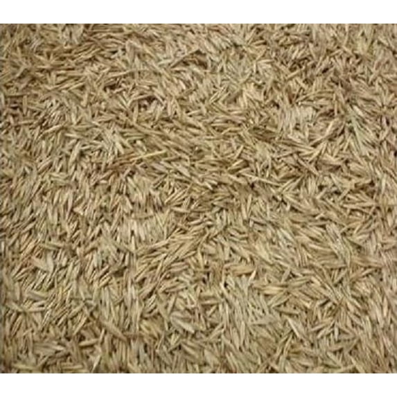 Creeping Red Fescue Seeds for Planting - Festuca rubra (1 Pound ...