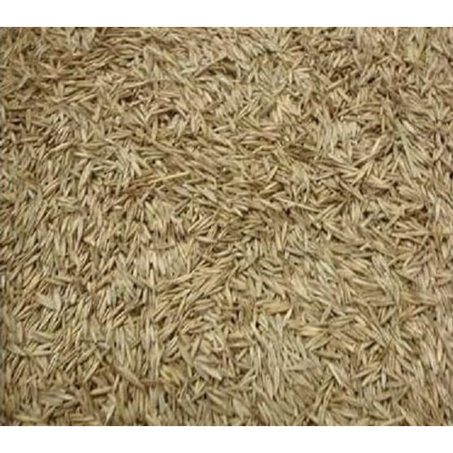 Creeping Red Fescue Seeds for Planting - Festuca rubra (3 Pounds ...