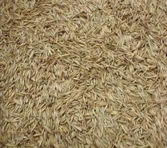 Creeping Red Fescue Seeds for Planting - Festuca rubra (8 Ounces ...