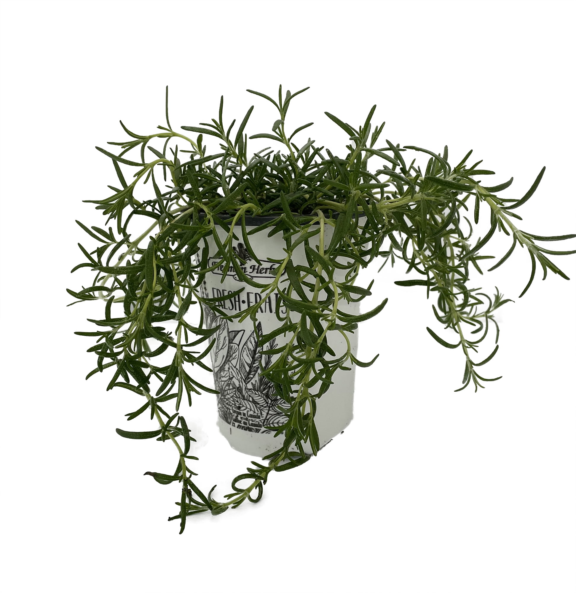 Creeping Rosemary Plant - Creeping/Trailing - Outstanding for Culinary ...