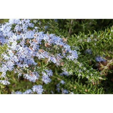 3 White Oleander “Sister Agnes”, Live Plants, Nerium Oleander, 2.5 ...
