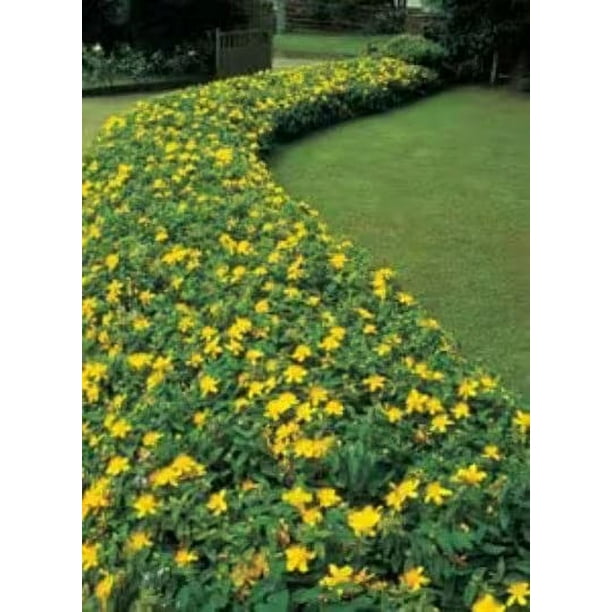 Creeping St Johns Wort/ Aaron's Beard/ Hypericum Calyinum in trade one ...