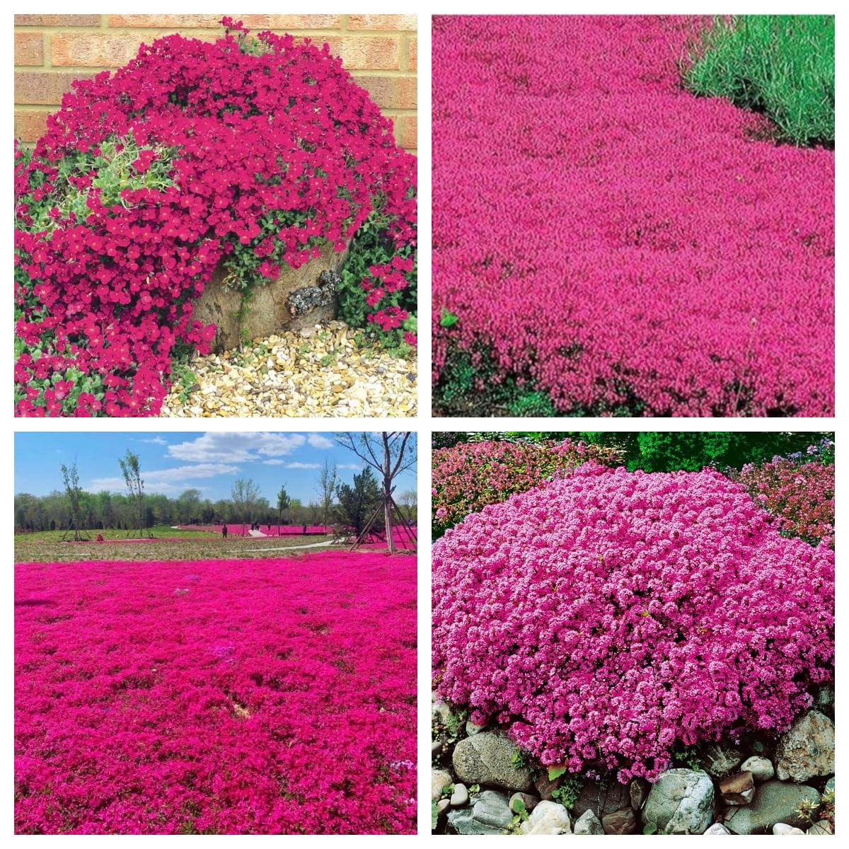 Creeping Thyme Seeds for Planting - MVR1 21000 Magic Creeping Thyme ...