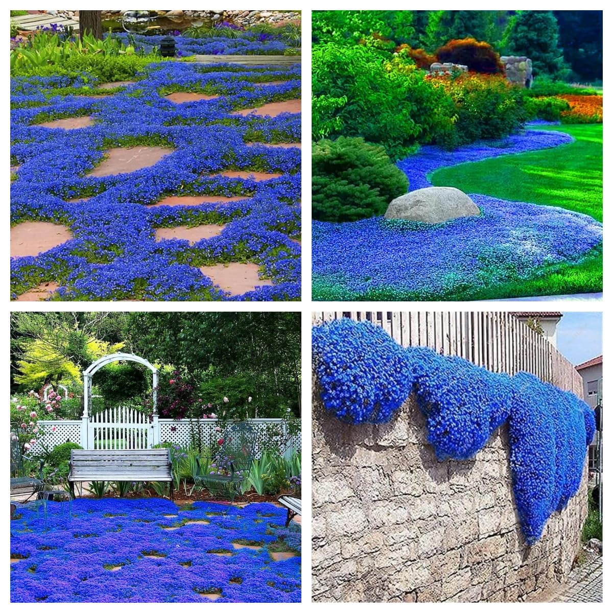 Creeping Thyme Seeds TWE5 for Planting - 21000+ Blue Creeping Thyme ...
