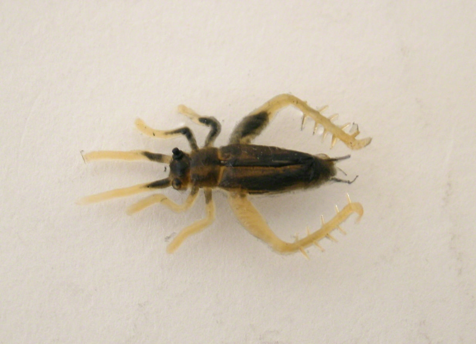 Creme Lures Small Brown Cricket Fly Fishing Lure, Artificial Design, 2 ...