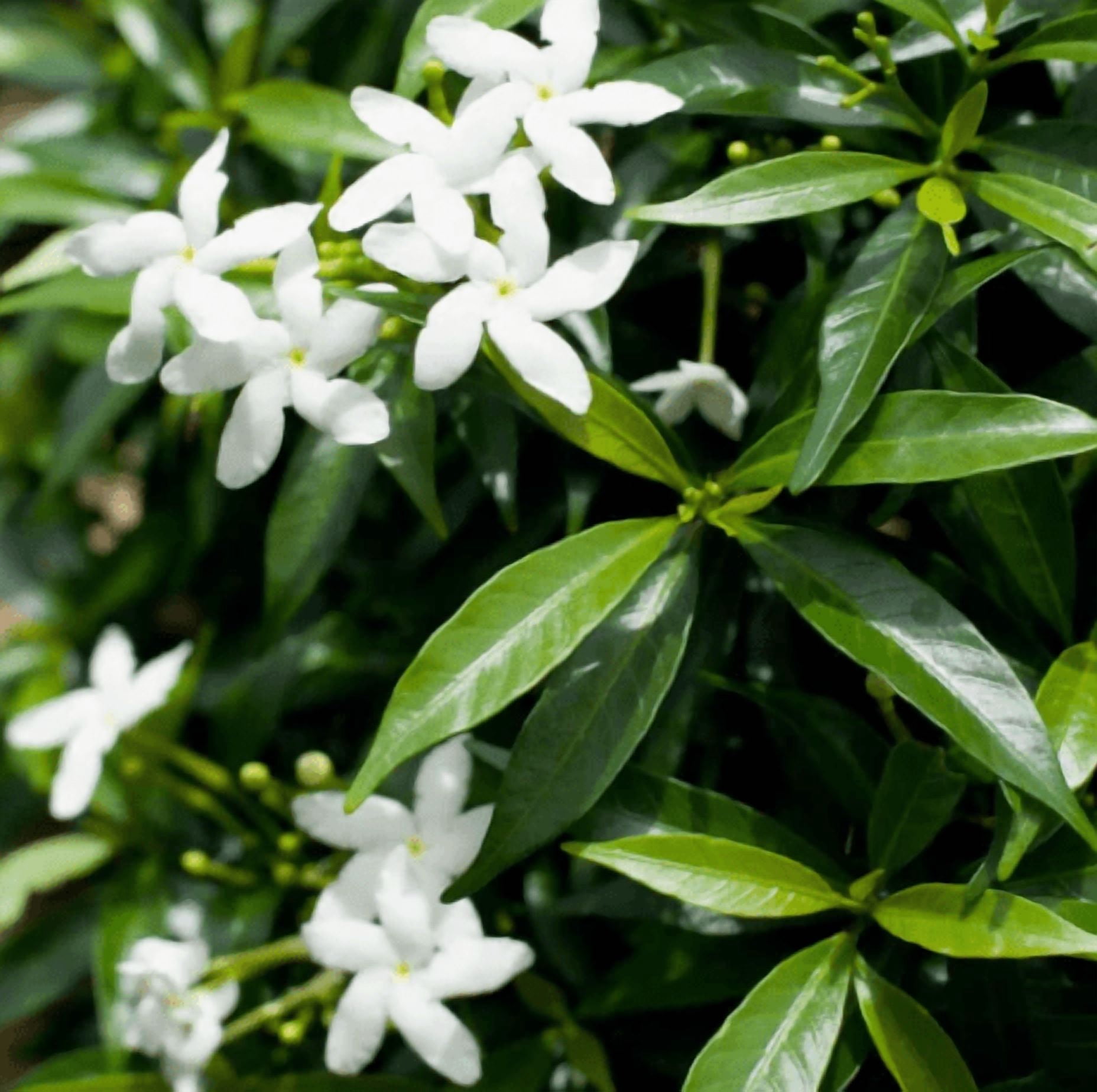 Crepe Jasmine Plant Live, Pinwheel Flower Plant for Garden in Half Gal ...