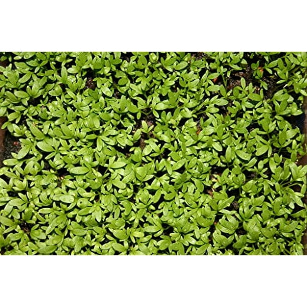 Cress Curled Great for Sprouting Garden Herb by Seed Kingdom Bulk 1/4 ...