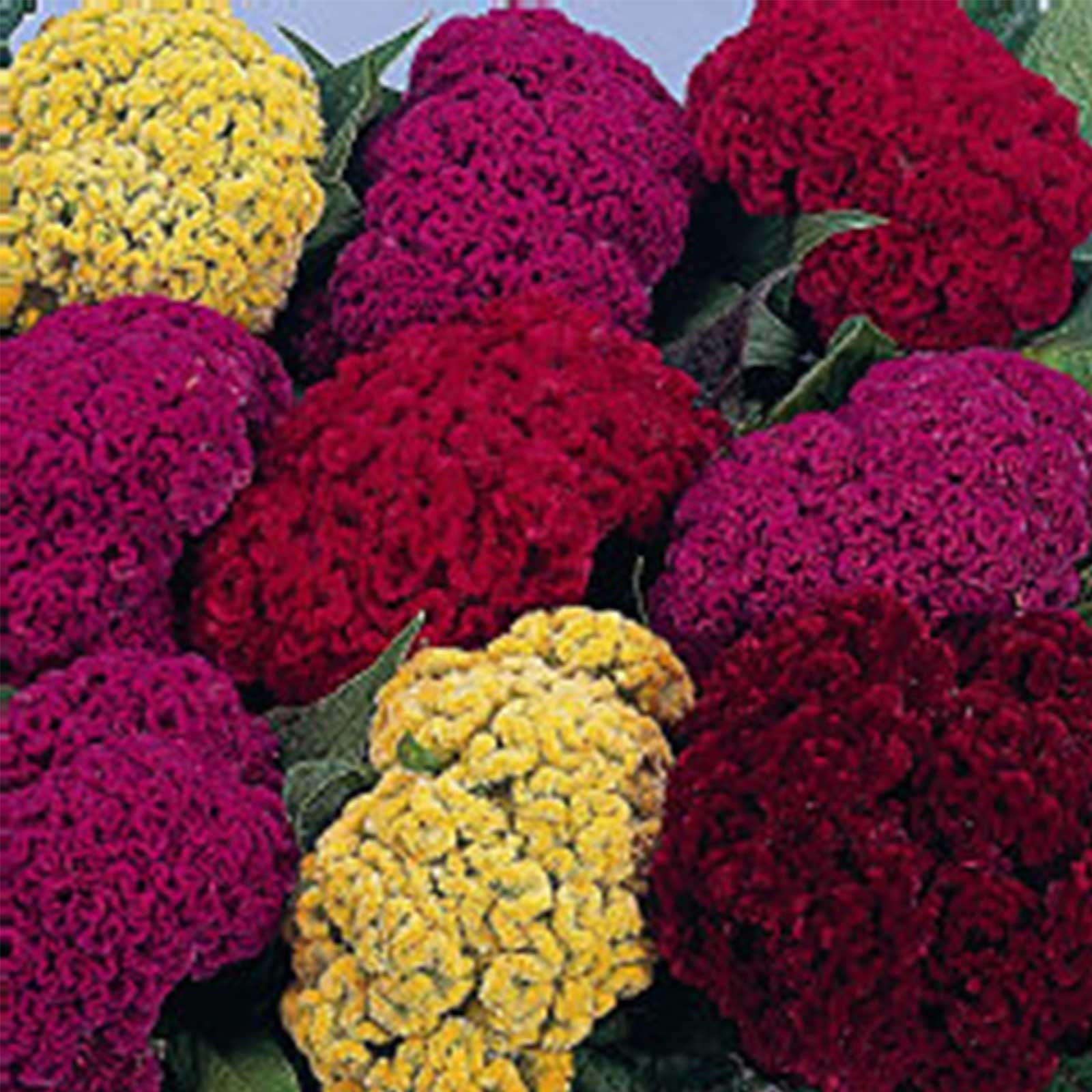 Crested Celosia Flower Garden Seeds - Armor Mix - 1000 Seeds - Flower ...