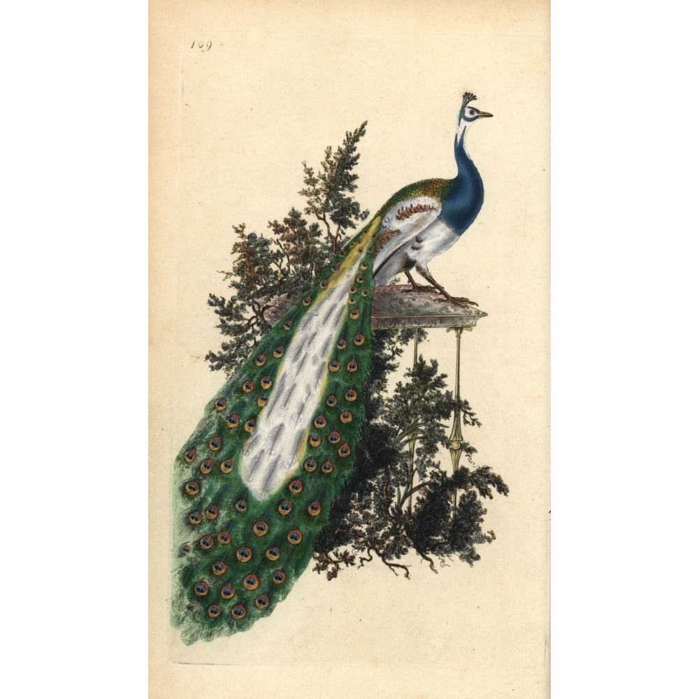 Crested Peacock Indian Or Blue Peafowl Pavo Cristatus Poster Print By ...