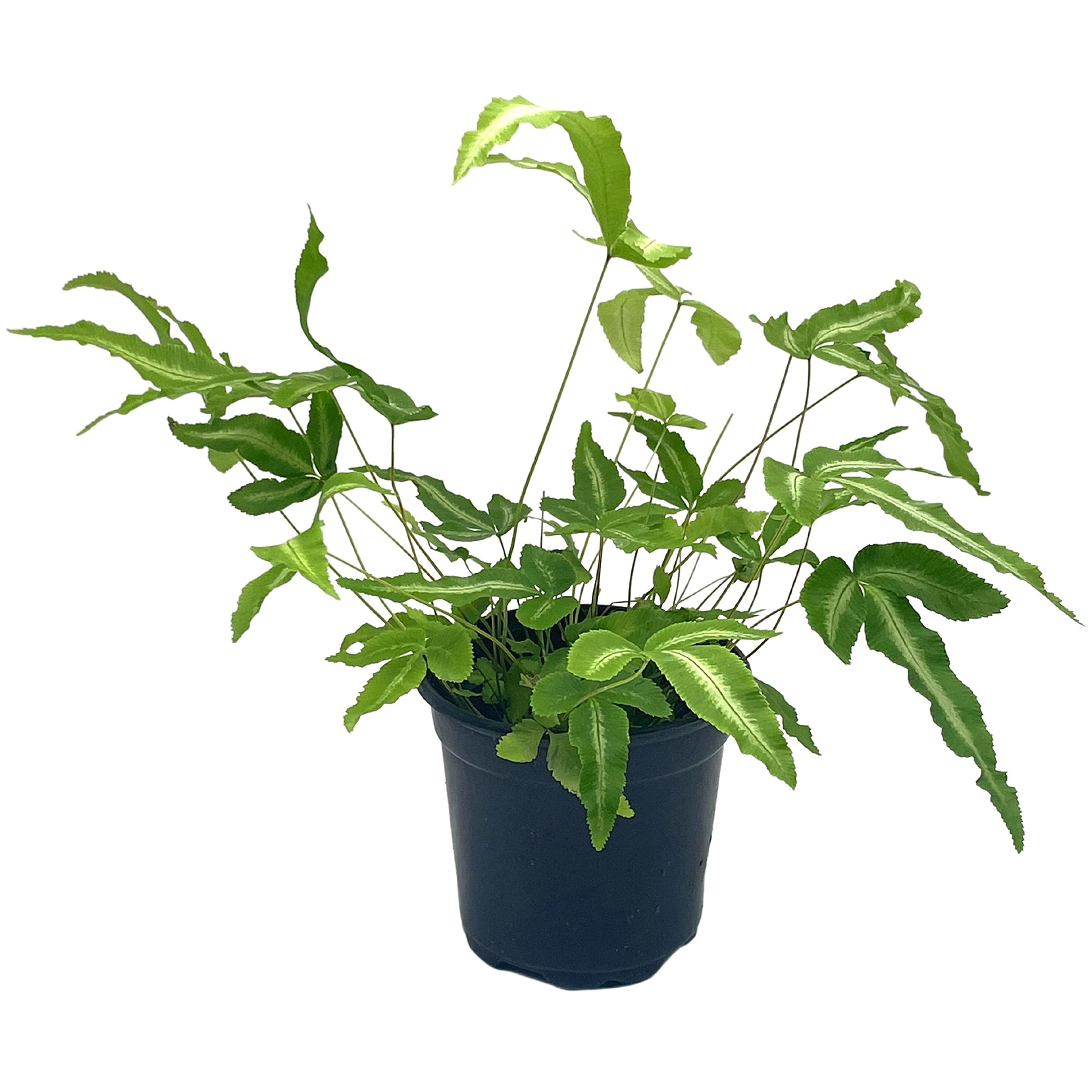 Cretan Brake Fern, 4 inch, Silver Lace Fern, Pteris Cretica, Ribbon ...