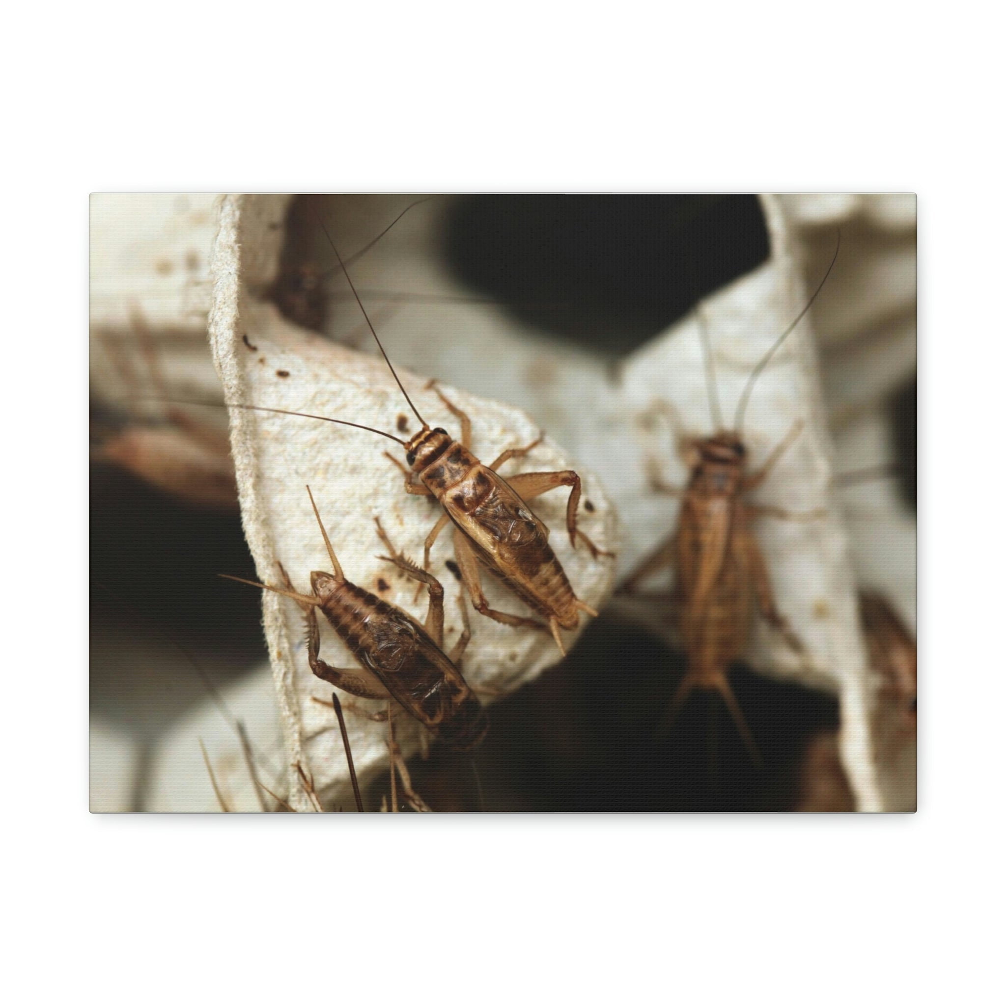 Cricket Couple Cricket Troop Print Animal Wall Art Wildlife Canvas ...