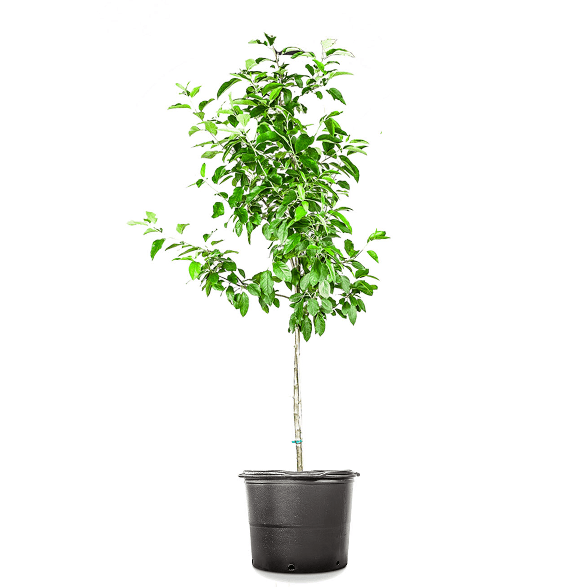 Free Shipping! 5 Gal. Ein Shemer Apple Tree - Delicious Fresh Fruit ...