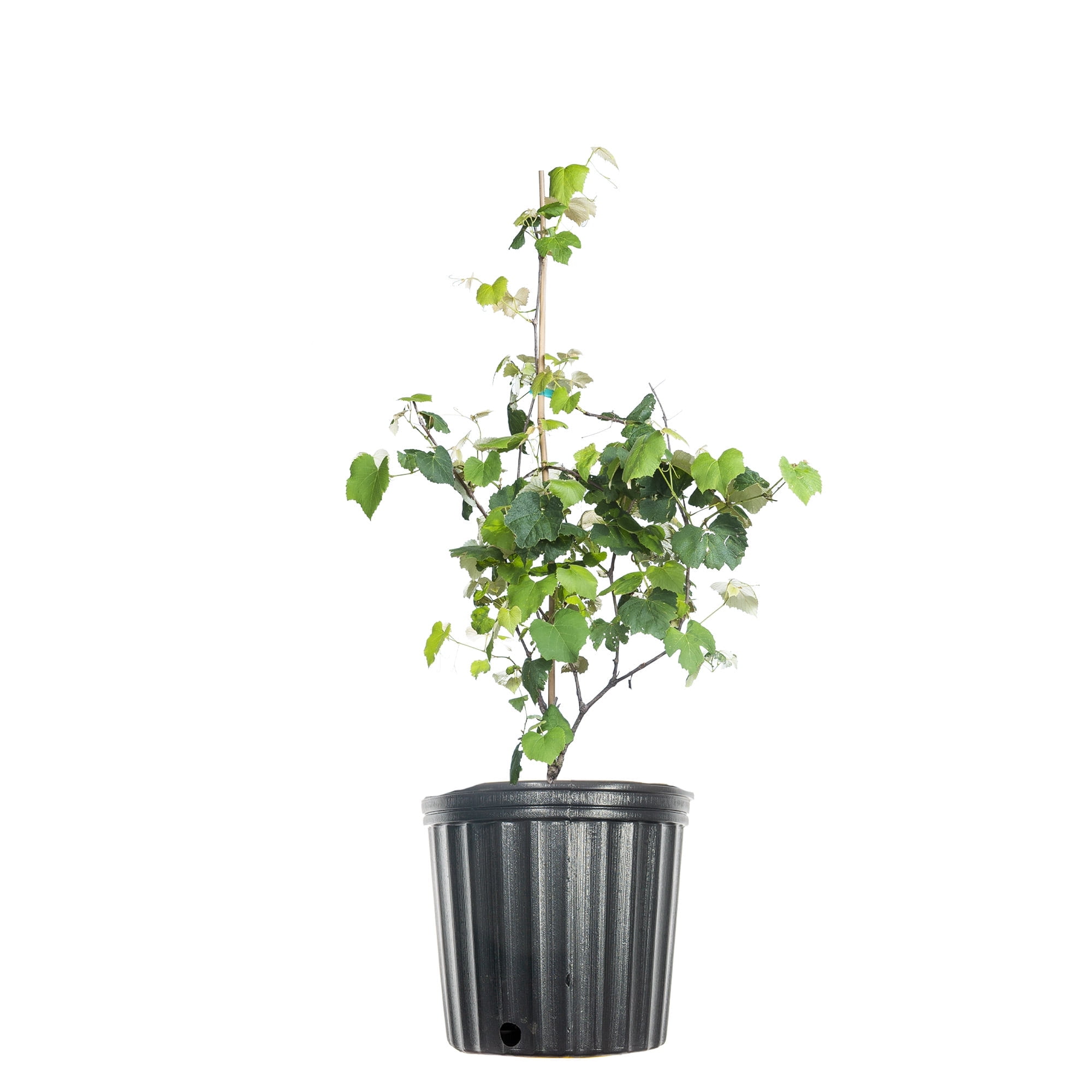 Concord Grape Vine in 3 Gal. Grower's Pot, Delicious Fruits - Walmart.com