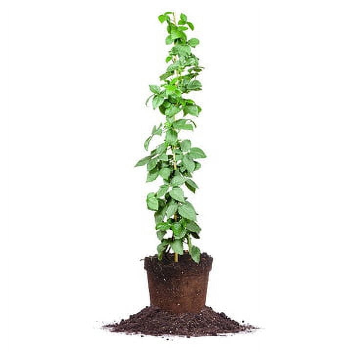 Ouachita Blackberry Bush in 1 Gal Pot, Thornless Sweet Fruit - Walmart.com