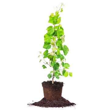 PERFECT PLANTS, Mars Grape Vine, 3 Gal Grower Pot, Purple - Walmart.com
