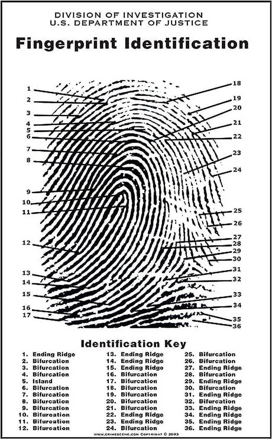 Crime Scene Fingerprint Chart, Poster Size 24" by 36" - Walmart.com