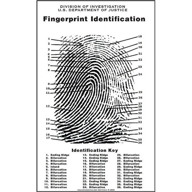 Crime Scene Fingerprint Chart, Poster Size 24" by 36" - Walmart.com