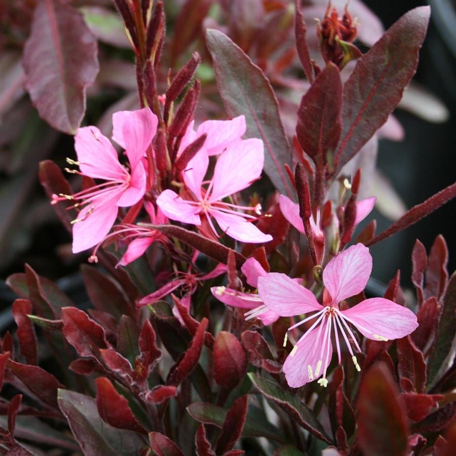 Crimson Butterfly Gaura Bush in a trade gallon pot - Walmart.com