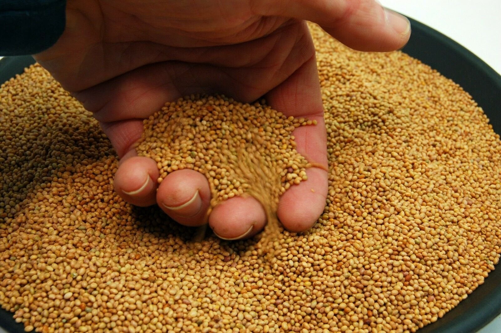 Crimson Clover Seed by Eretz - CHOOSE SIZE! Premium Willamette Valley ...