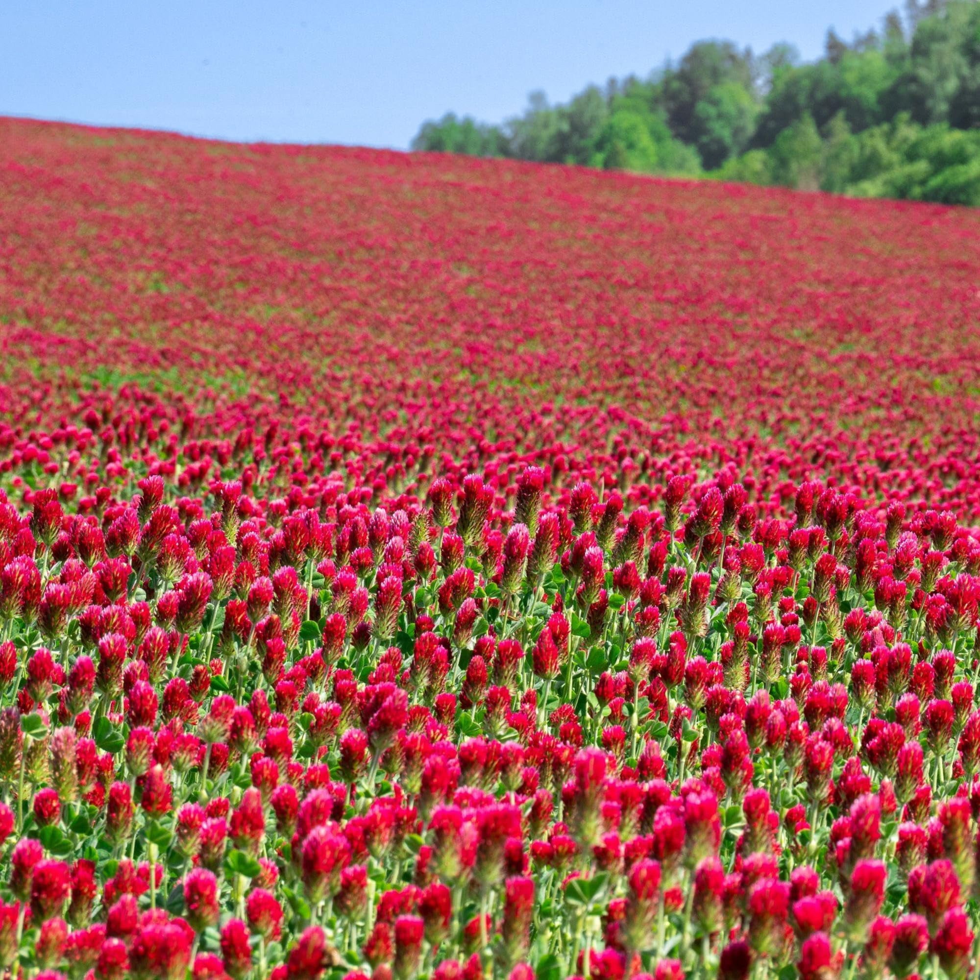 Crimson Clover Seeds - 5 lb Bulk ~232,000 Seeds - Legume Clover Seeds ...