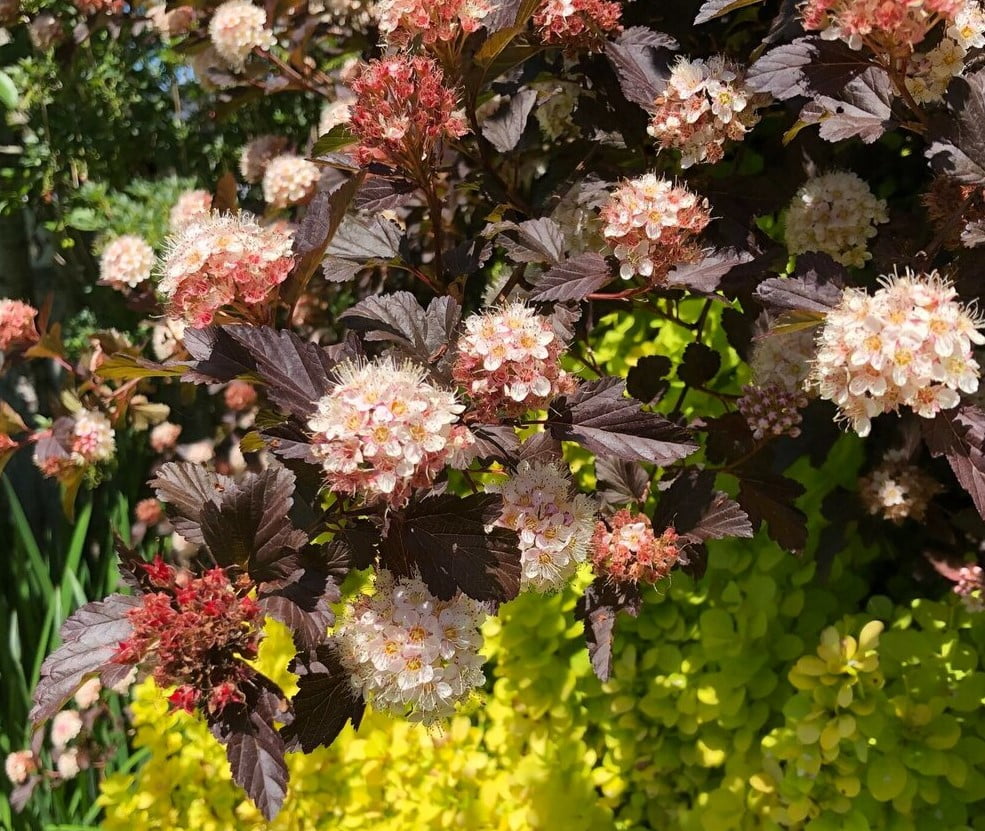 Crimson Diabolo Ninebark Shrub Plant 6-12" in a 3"pot, Physocarpus ...