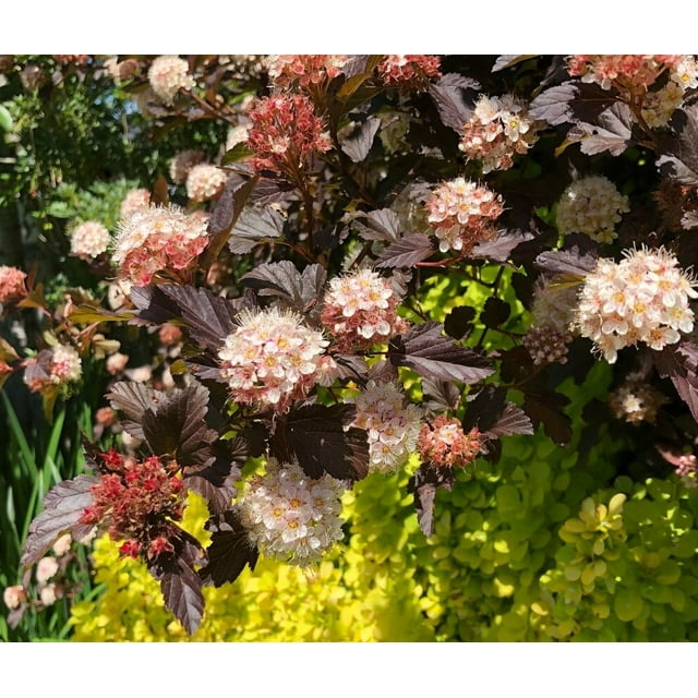 Crimson Diabolo Ninebark Shrub Plant 6-12" in a 3"pot, Physocarpus ...