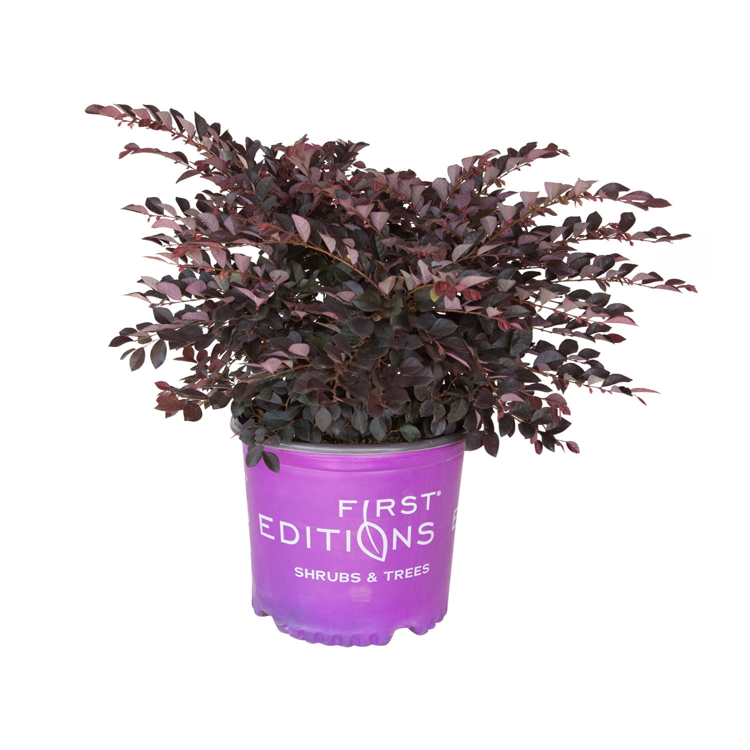 Expert Gardener Crimson Fire Dwarf Loropetalum (3 Gallon) Flowering ...