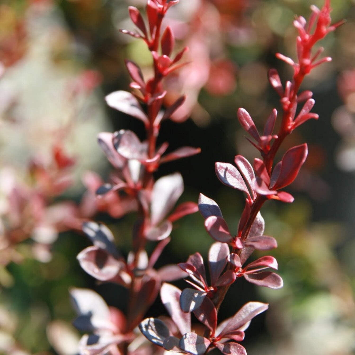 Crimson Pygmy Barberry - 3 Gallon Pot, Live Dwarf Deciduous Shrub, Full ...