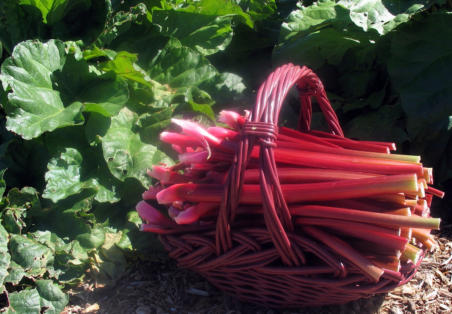Crimson Red Rhubarb - Perennial - 1 Bare Root - Walmart.com