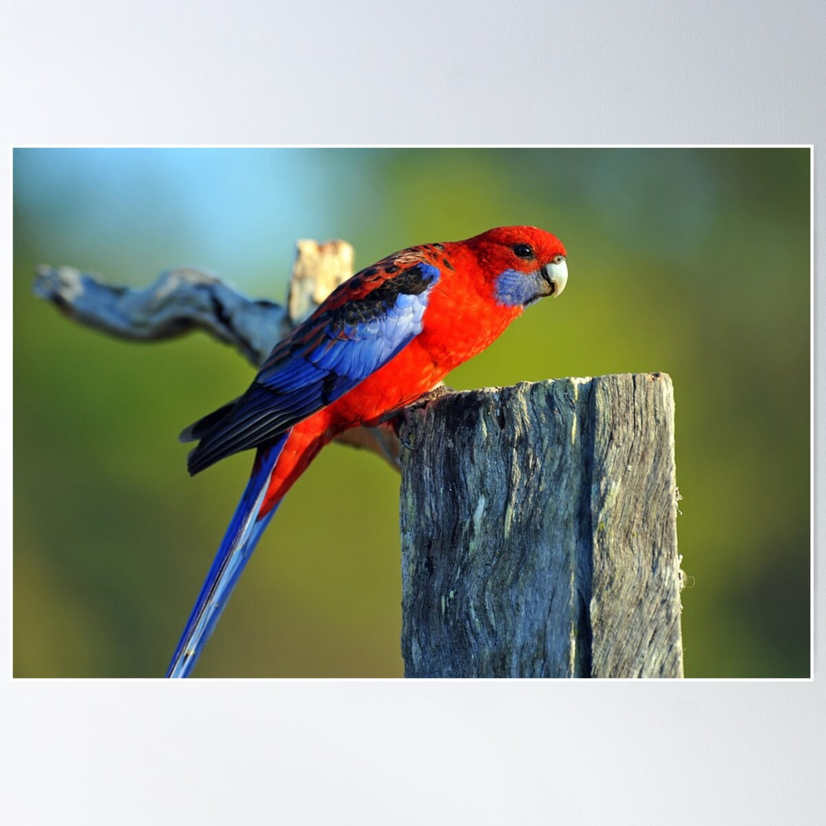 Crimson Rosella In Our Back Yard. Brisbane, Queensland, Australia ...