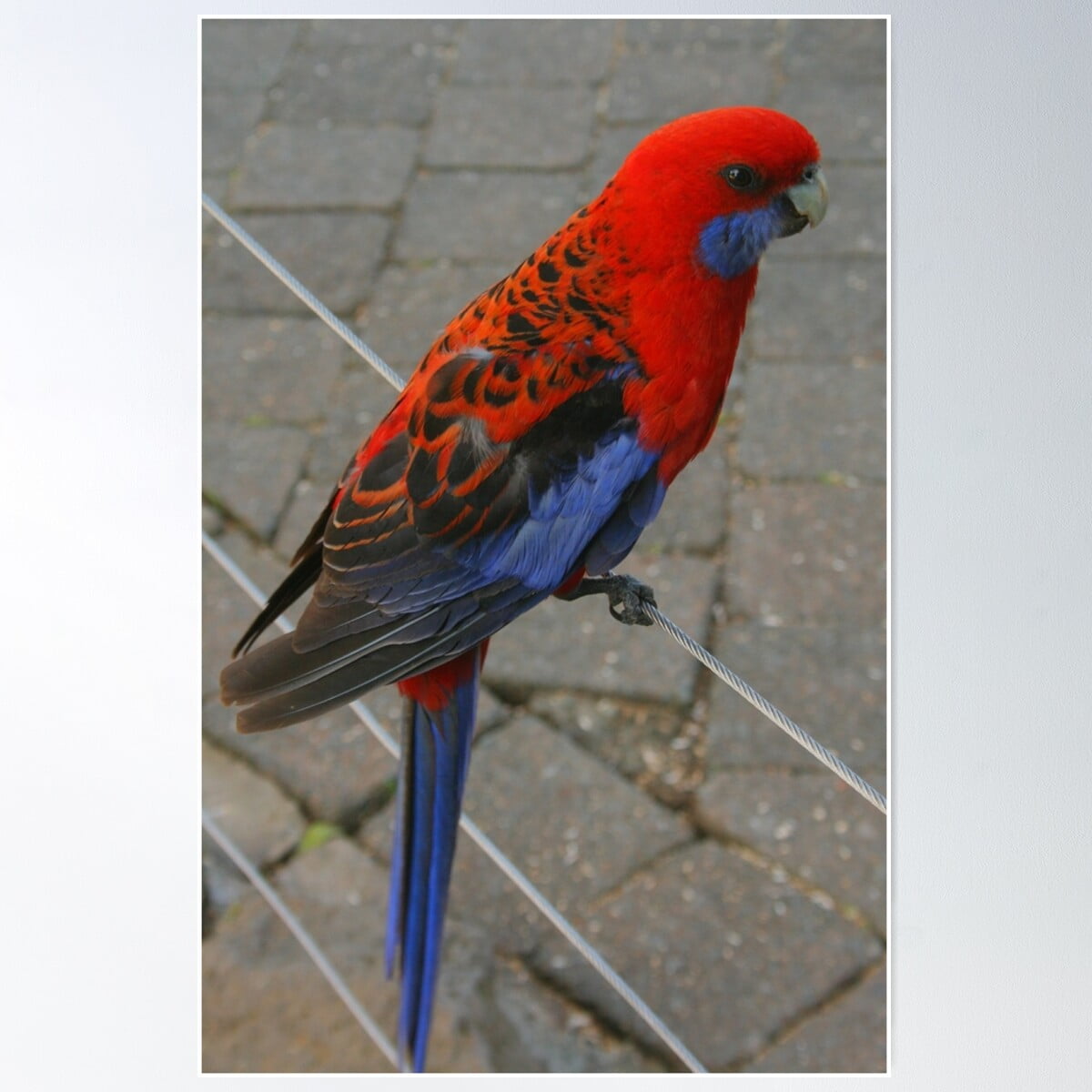 Crimson Rosella Portrait Poster Wall Art, Modern Wall Decor For Living ...