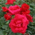 Crimson Sky Climbing Rose by Heirloom Roses - Red Climbing Rose Live ...