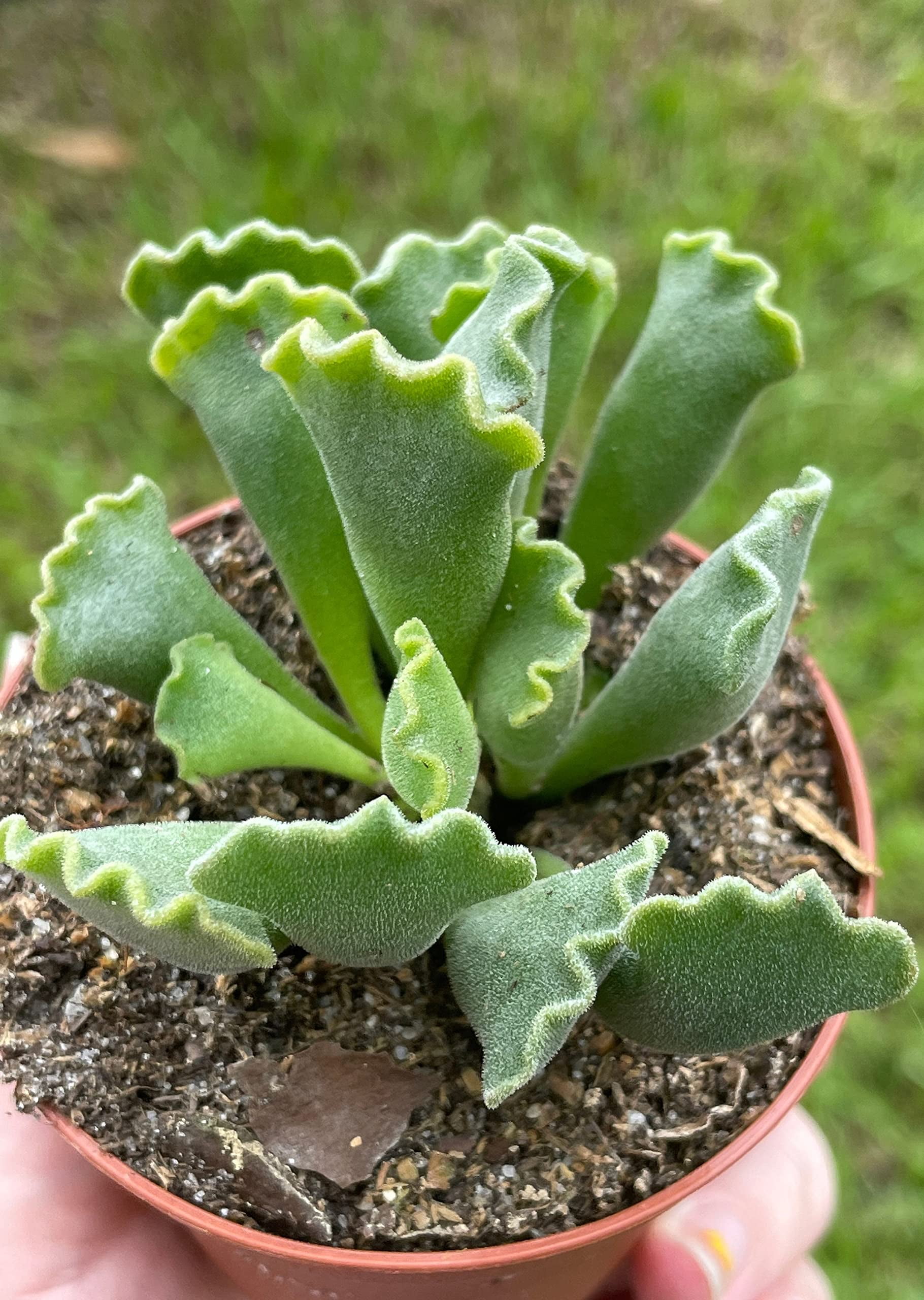 Crinkle Leaf Plant, Very Filled 3 inch Pot, Adromischus cristatus, Key ...