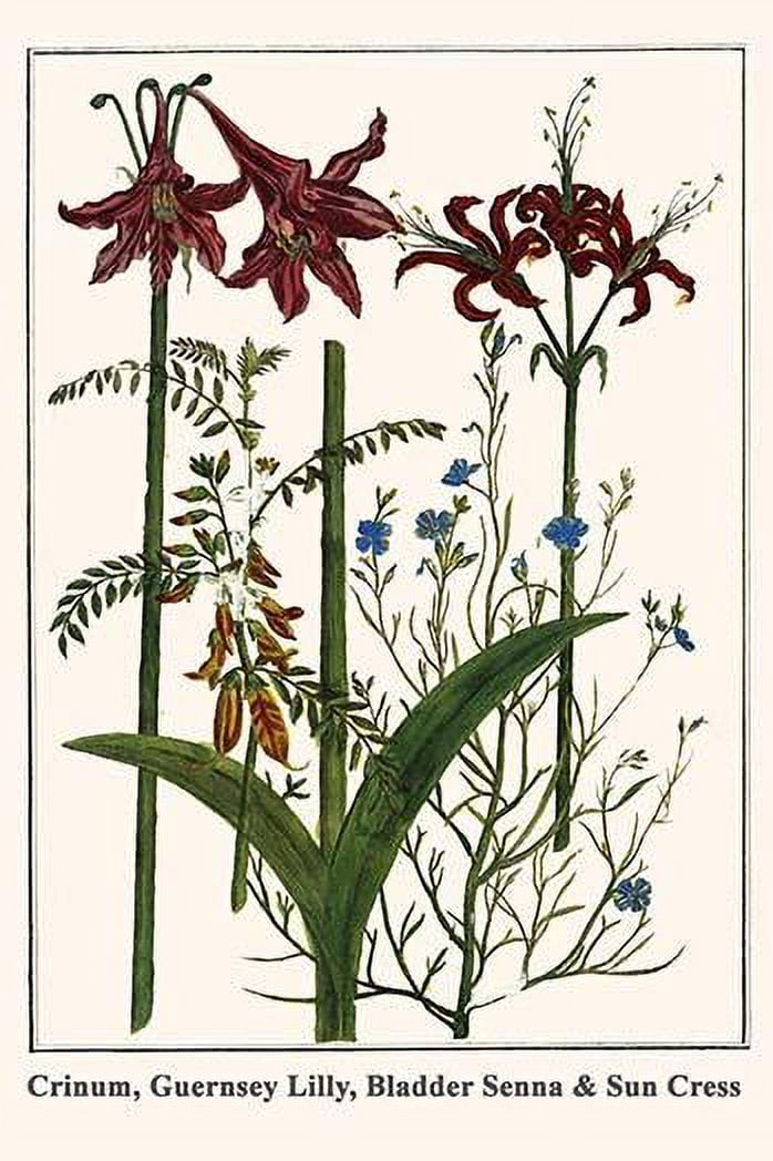 Crinum Zeylanicum, Nerine sarniensis, Colutea & Heliophila elongata ...