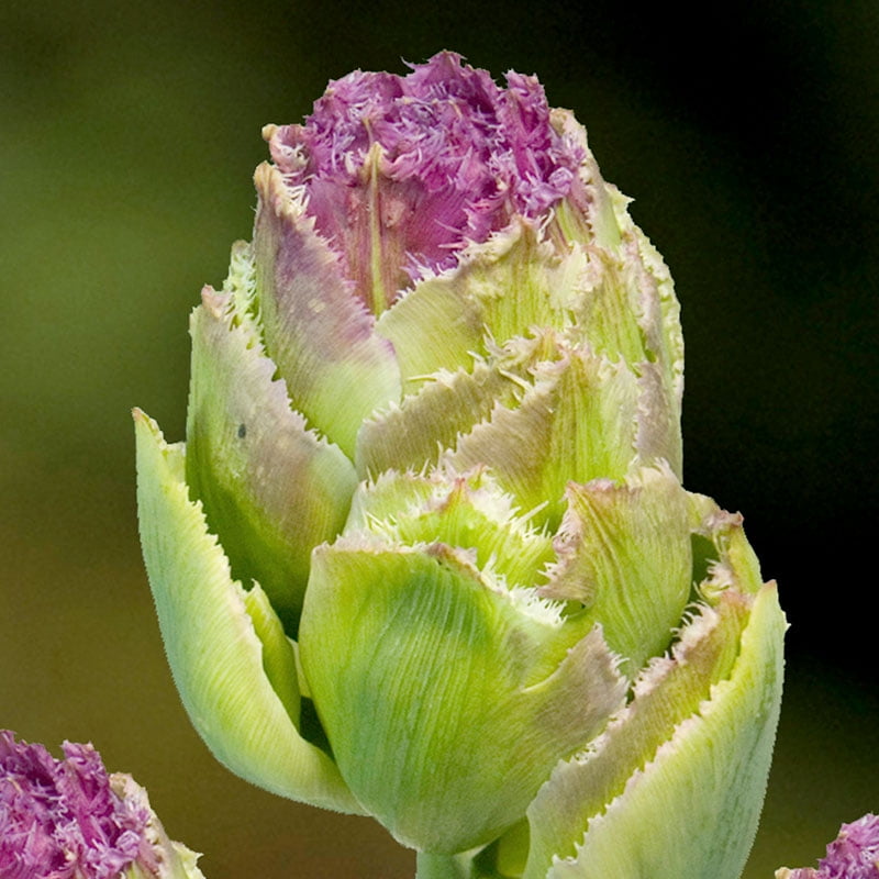 Crispa Purple Tower Tulip Flower Bulbs - 10 Bulbs per Pack - Good as ...