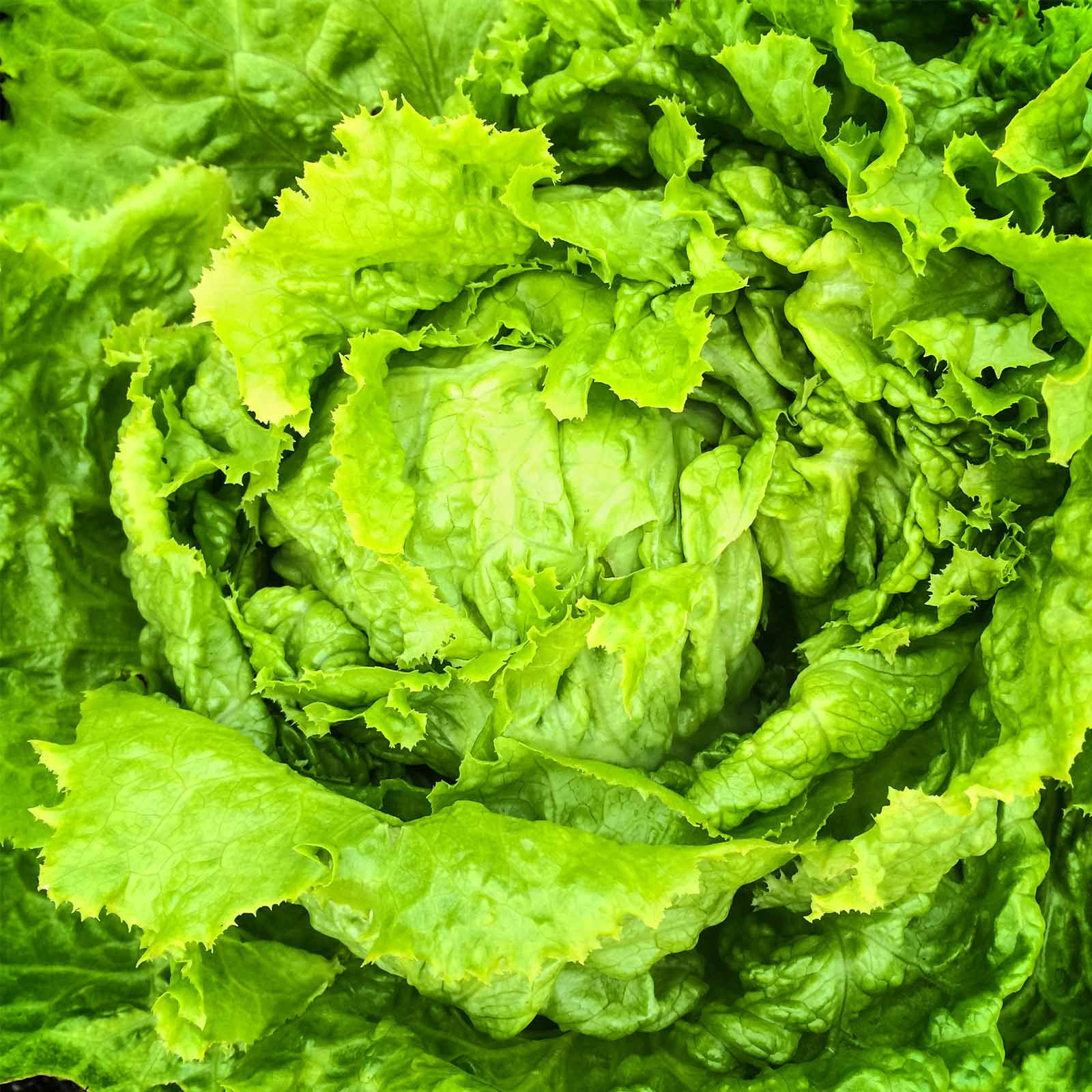 Crisphead Lettuce Garden Seeds - Hanson Improved - 1 g Packet ~900 ...