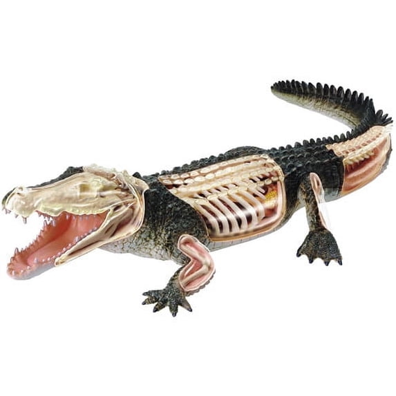 Crocodile Anatomy Model - Walmart.com