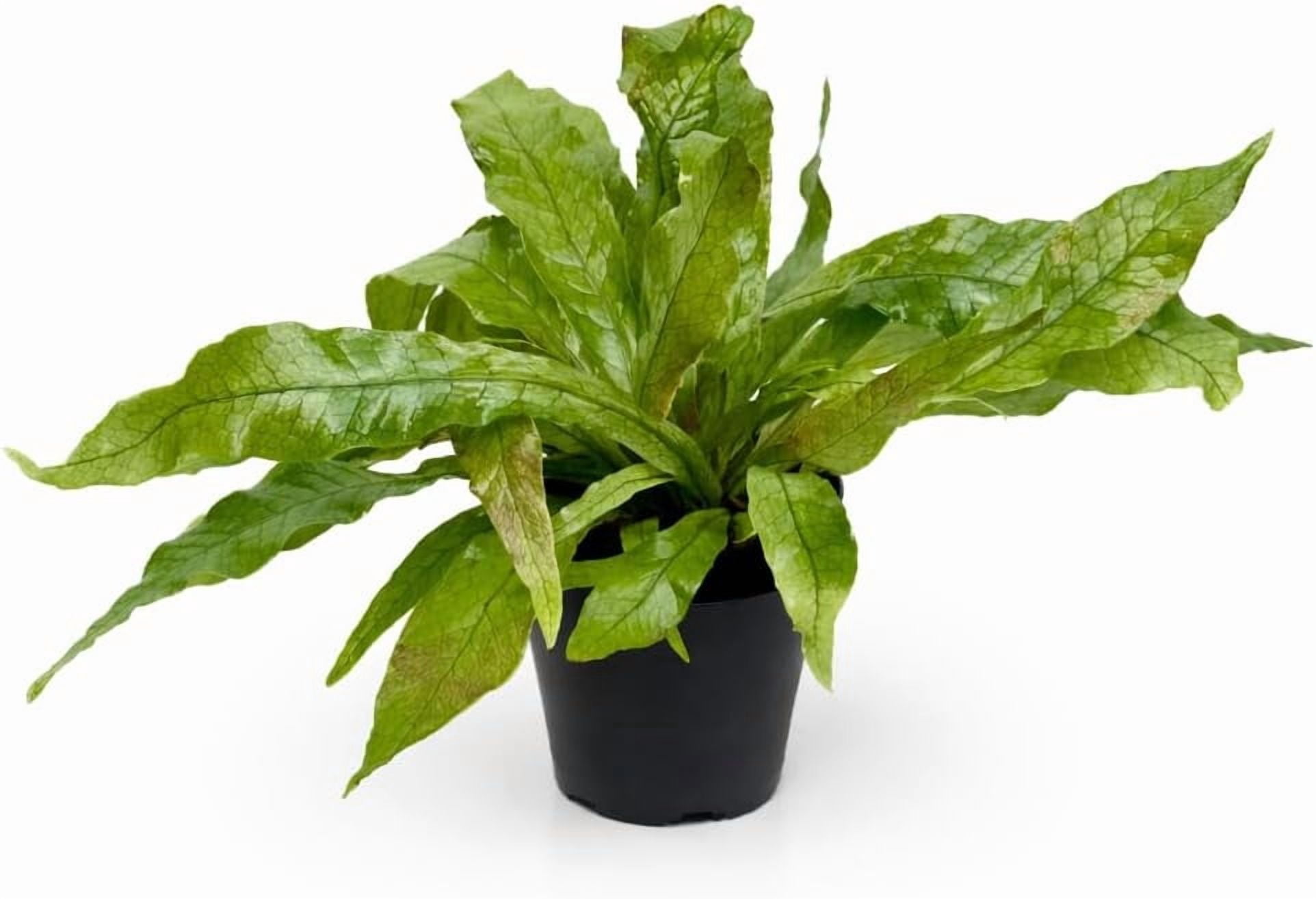 Crocodile Fern Live Plant in 4 Inch Pot, Microsorum Musifolium Indoor ...